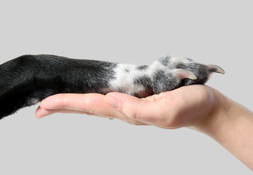 Welcome! - Human-Animal Interaction