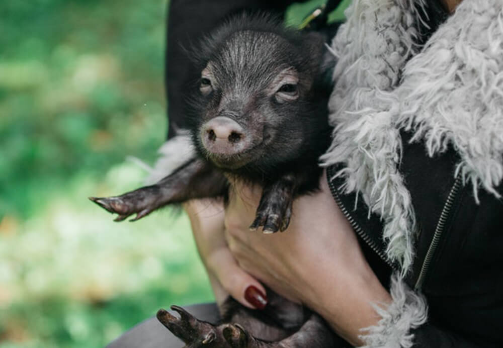 More Than Property: Rethinking How We See Animals - Human-Animal ...